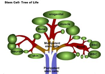 Stem Cell Tree of Life :: Resources :: California Educators Together
