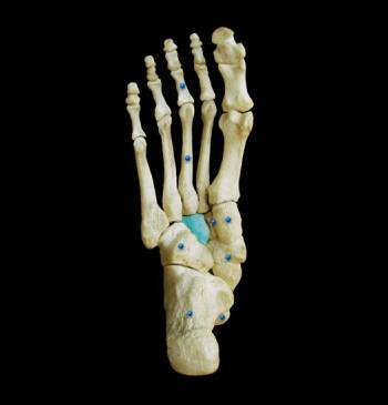 plantar view of foot bones, cuneiform 3 :: Resources :: California ...