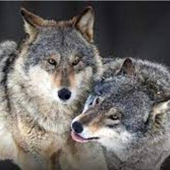 The Role of Keystone Species in an Ecosystem - Wolves & More - Lesson 2 ...