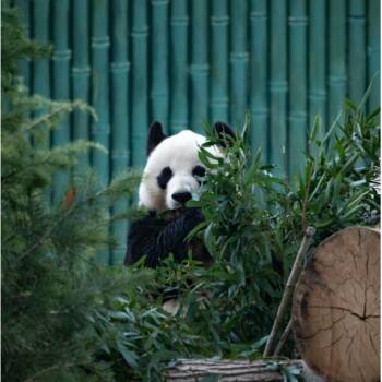 Should Zoos Exist? (Lesson 1 of 3) :: Lesson Plans :: California ...