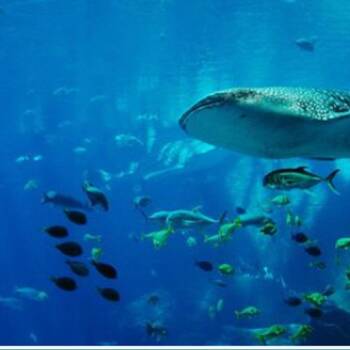 Ocean Animals (Lesson 3 of 3) :: Lesson Plans :: California Educators ...