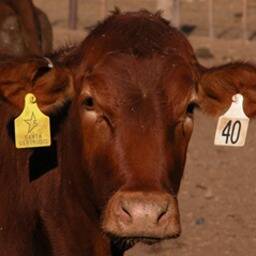 Methods of Identifying Livestock (Lesson 1 of 4) :: Lesson Plans ...
