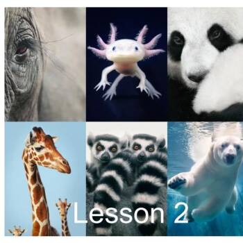 Endangered and Threatened Animals Choice Board (Lesson 2 of 3 ...