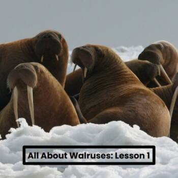 All About Walruses (Lesson 1) :: Lesson Plans :: California Educators ...