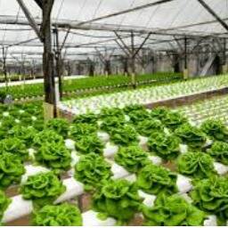 Can I make a Hydroponics System? (Lesson 2 of 4) :: Lesson Plans ...