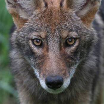 All about Coyotes :: Resources :: California Educators Together