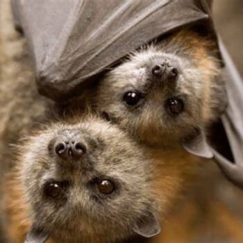 All about Bats :: Resources :: California Educators Together