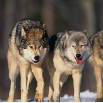 All about Wolves :: Resources :: California Educators Together