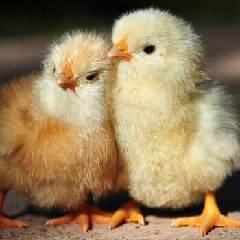 All about Chicks :: Resources :: California Educators Together