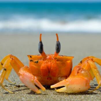 All about Crabs :: Resources :: California Educators Together