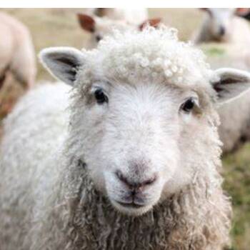 All about Sheep :: Resources :: California Educators Together