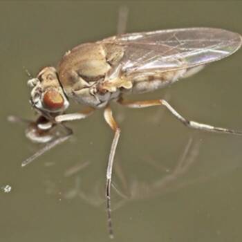 Assassin Flies – Predators of the Insect World :: Resources ...