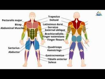Major Muscles of the Human Body Video :: Resources :: California ...