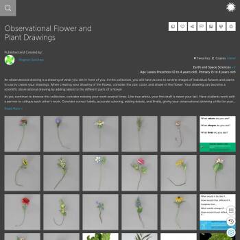 Observational Flower and Plant Drawings :: Resources :: California ...
