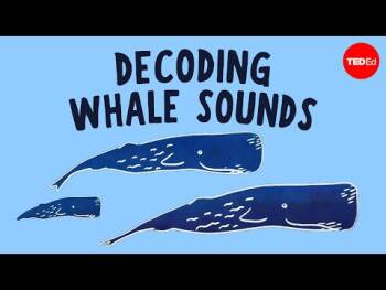 What the biggest brain on Earth can do - David Gruber and Shane Gero ...