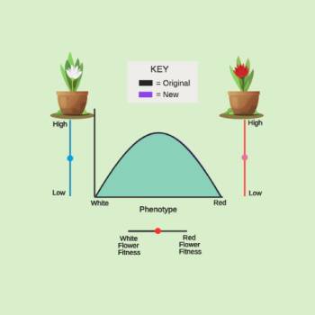 Natural Selection: Directional Selection of Flower Colors :: Resources ...