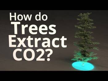 How Do Trees Extract CO2? :: Resources :: California Educators Together