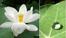 Superhydrophobicity — The Lotus Effect - Lesson :: Resources ...