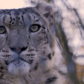 Snow Leopards 101 :: Resources :: California Educators Together