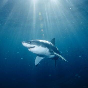 Crittercam: Great White Shark :: Resources :: California Educators Together