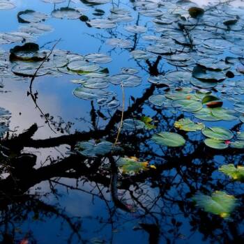 Bog :: Resources :: California Educators Together