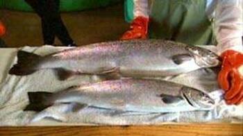 Genetically Modified Super Salmon :: Resources :: California Educators ...