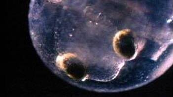 Life Cycle of an Alewife :: Resources :: California Educators Together