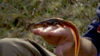 Toxic Newts :: Resources :: California Educators Together