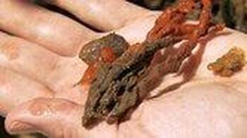 San Francisco Bay Invaders | QUEST :: Resources :: California Educators ...