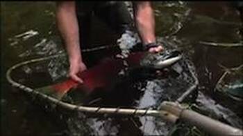 Salmon Tracking :: Resources :: California Educators Together
