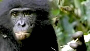Chimps and Bonobos | Evolution :: Resources :: California Educators ...