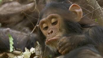 From the Ground to the Cloud: Transforming Chimpanzee Conservation with ...