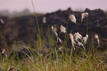 Nature's Time Capsules | NOVA :: Resources :: California Educators Together