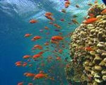 Marine Fisheries & Aquaculture | Lesson Plan: Do You Know the Fish You ...