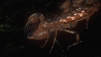 The Shape of Life | Arthropod Animation: Scorpion Book Gills ...