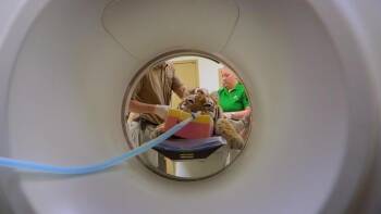 Large Animal CAT Scans: Amara the Tiger | Operation Wild :: Resources ...