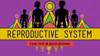 The Reproductive System: How Gonads Go | Crash Course Biology ...