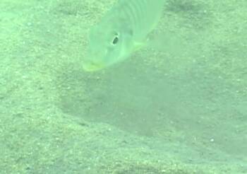 Sexual Selection in Cichlids | EARTH A New Wild :: Resources ...