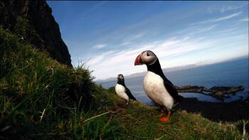 The Puffin Colonies :: Resources :: California Educators Together