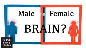 Are Male and Female Brains Different? | BrainCraft :: Resources ...