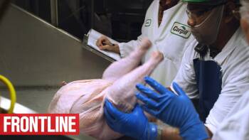 The Trouble with Chicken | Food Safety Standards :: Resources ...