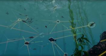 Coastal Food Web :: Resources :: California Educators Together