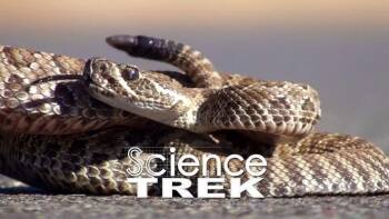 Snakes | Science Trek :: Resources :: California Educators Together