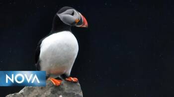 Gross Science | Can Bird Poop Make Clouds? :: Resources :: California ...