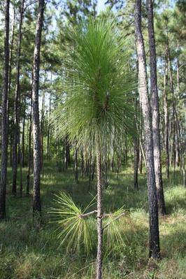 Statistics: Using Sampling to Count Trees :: Resources :: California ...