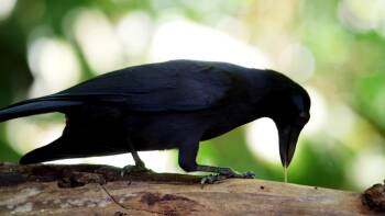 Tool-Making Crows :: Resources :: California Educators Together