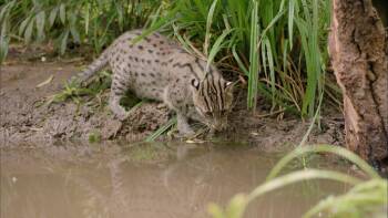 Animal Adaptations: Fishing Cat :: Resources :: California Educators ...