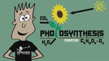 Photosynthesis: Plants are Special | Mr. C: Math and Science ...
