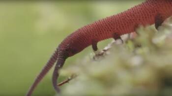 Lens of Time: Velvet Worms—Secret of the Slime :: Resources ...