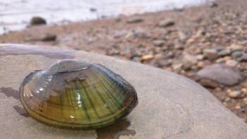 Why We Should Protect Freshwater Mussels :: Resources :: California ...